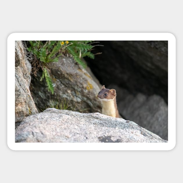 Long-tailed Weasel - Long Tailed - Sticker | TeePublic
