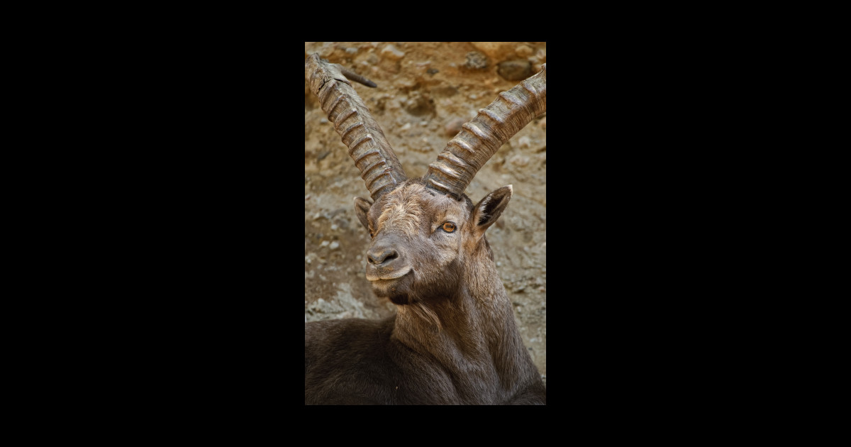 Male Ibex - Ibex - Sticker | TeePublic