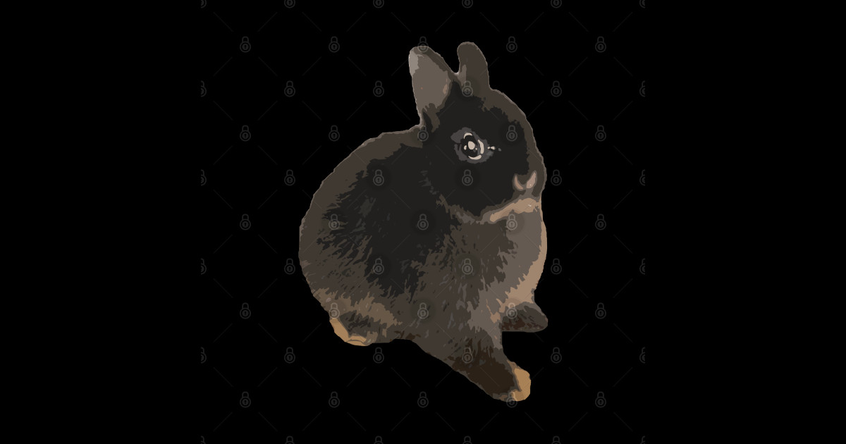 Binky Rabbit Black Otter Netherland Dwarf Rabbit - Bunny Lover ...
