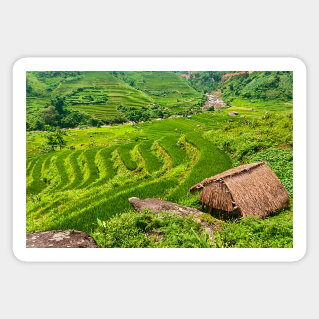 Rice Terraces. - Rice - Sticker | TeePublic