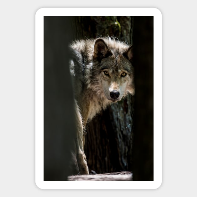Wolf In Forest - Timber Wolf - Sticker | TeePublic