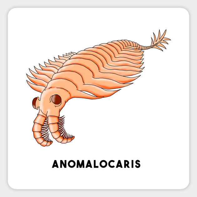 Anomalocaris - Anomalocaris - Sticker | TeePublic
