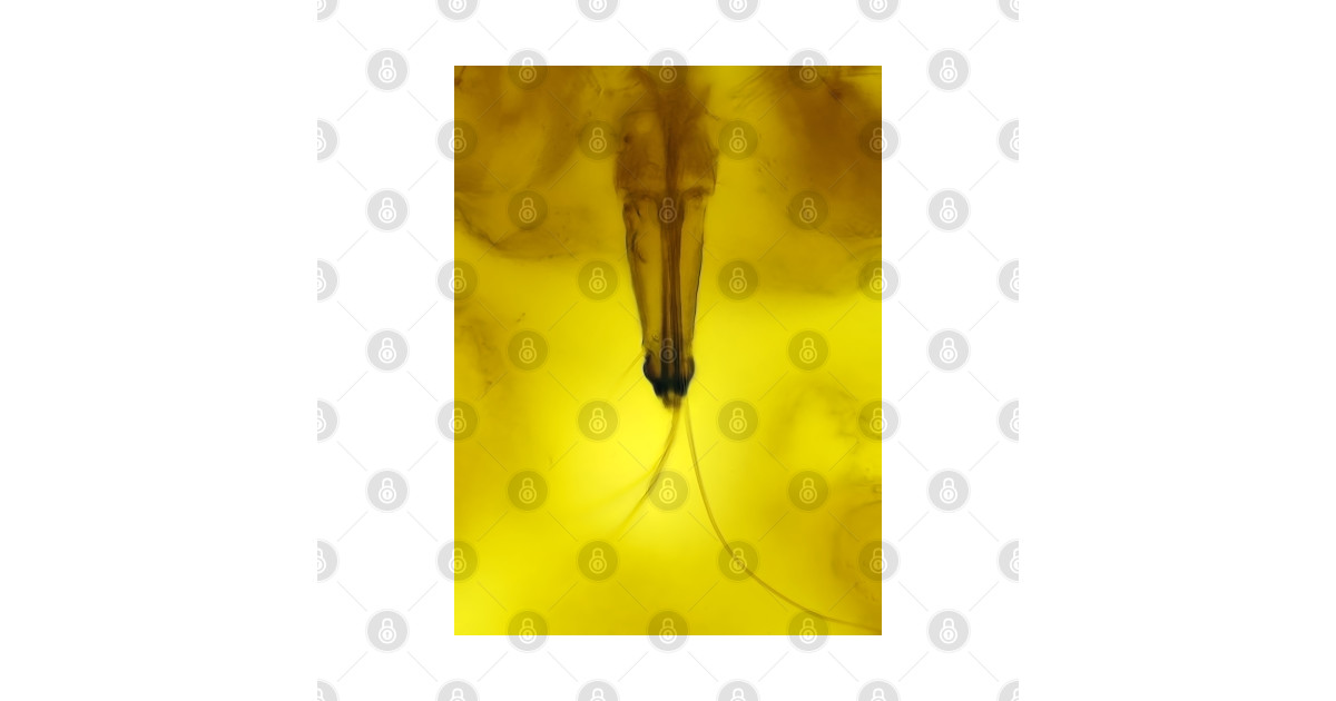 Aphid mouth under the microscope - Piercing Sucking Mouthparts - T ...