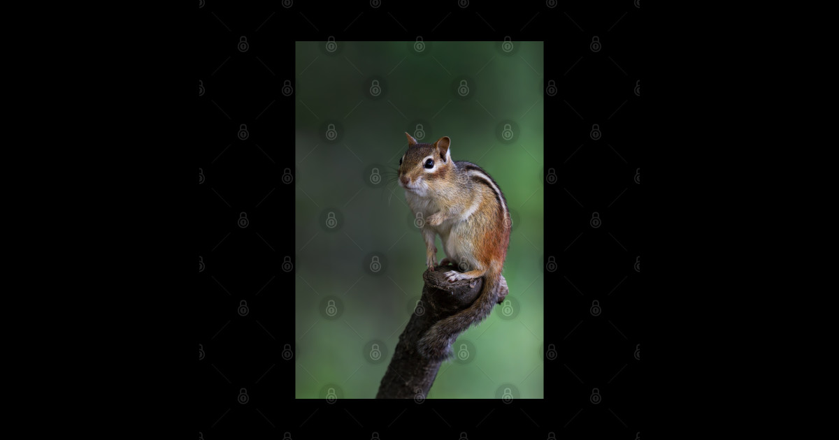 Poser - Chipmunk - Chipmunk - Sticker | TeePublic