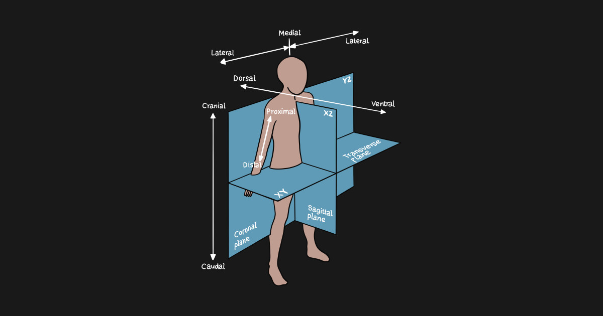 Dorsal Ventral Planes Of Human Body - Nurse Or Physician - Anatomy ...