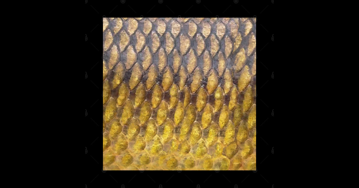 Carp Fishing Common Carp Lover Fish Scale Art - Carp - Sticker | TeePublic
