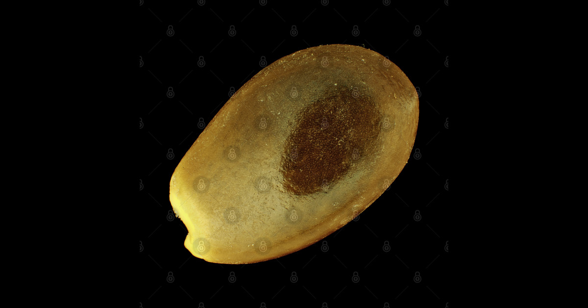 Star anise (Illicium verum) seed under the microscope - Micro - Posters ...
