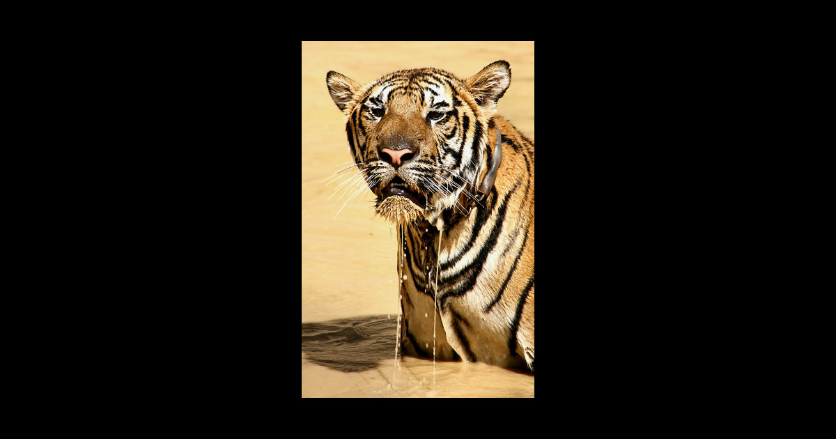 Dripping Tiger, Kanchanaburi, Thailand - Refuge - Sticker | TeePublic