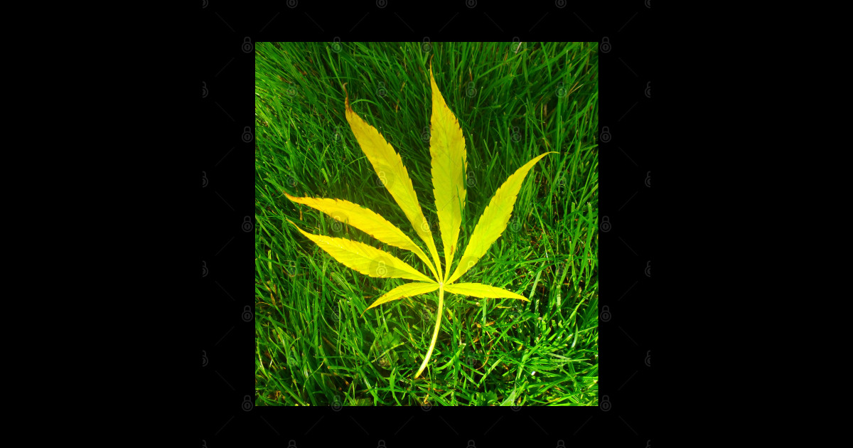 Marijuana Leaf. Canada eh. - Marijuana Leaf - Sticker | TeePublic