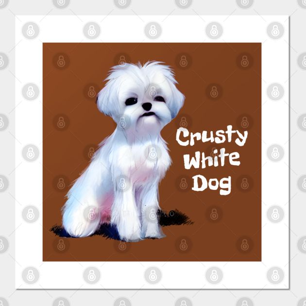 Cute Little Crusty White Dog with Fluffy Curly Haired - Crusty White ...