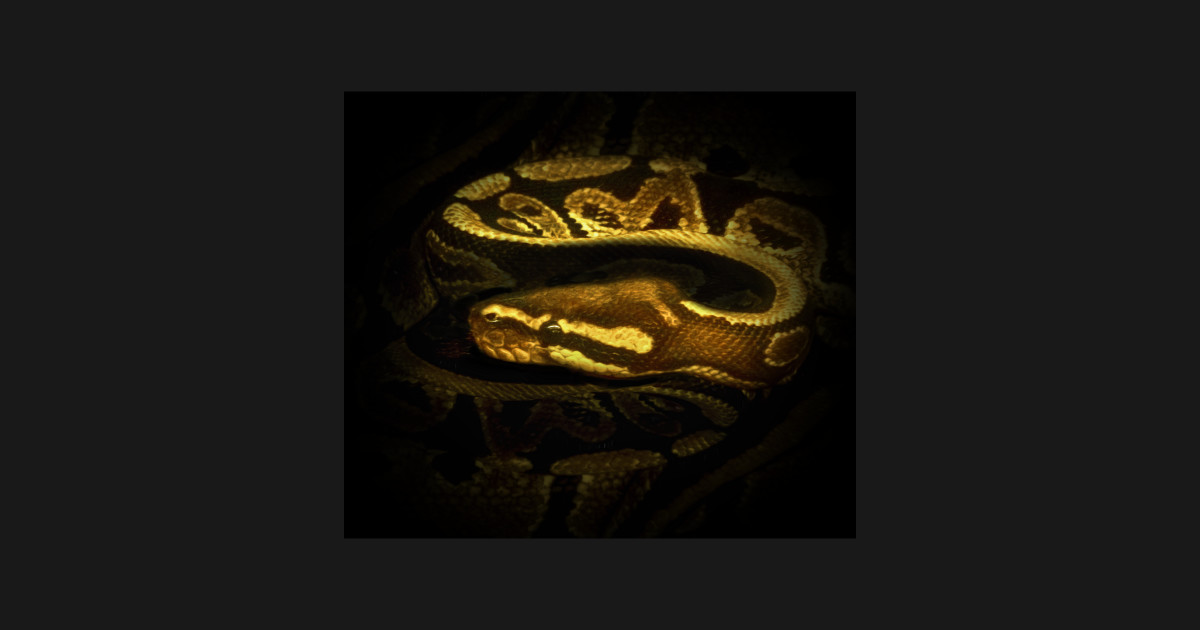 Python - Python - T-Shirt | TeePublic