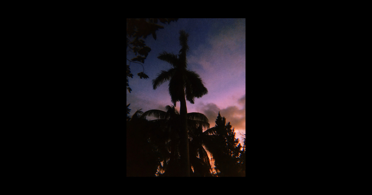 Pink Tropical Sunset - Sunset - Sticker | TeePublic