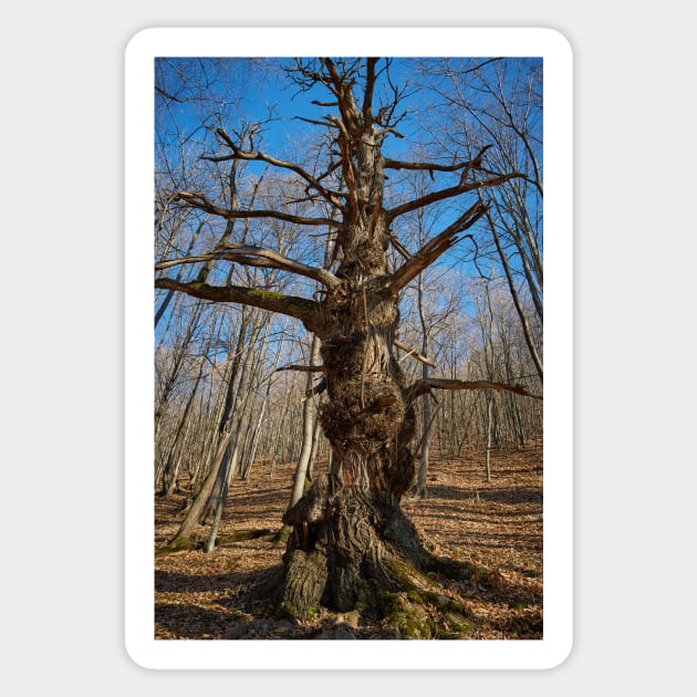 Huge oak tree - Old - Sticker | TeePublic