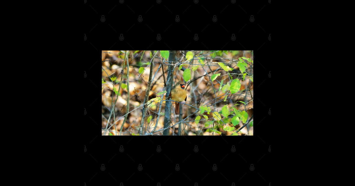 Female Northern Cardinal In The Bushes - Female Cardinal - Sticker ...