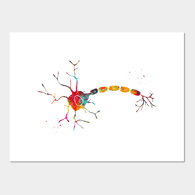 Anatomy of a typical human neuron - Neuron - Posters and Art Prints ...