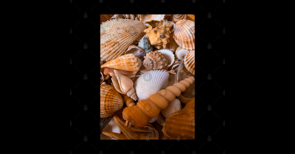 Sea Shells Beach Summer Relax Caribbean Travel Vacation - Nature ...