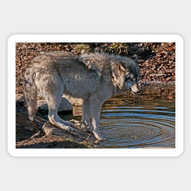 Timber Wolf By Pond - Timber Wolf - Sticker | TeePublic