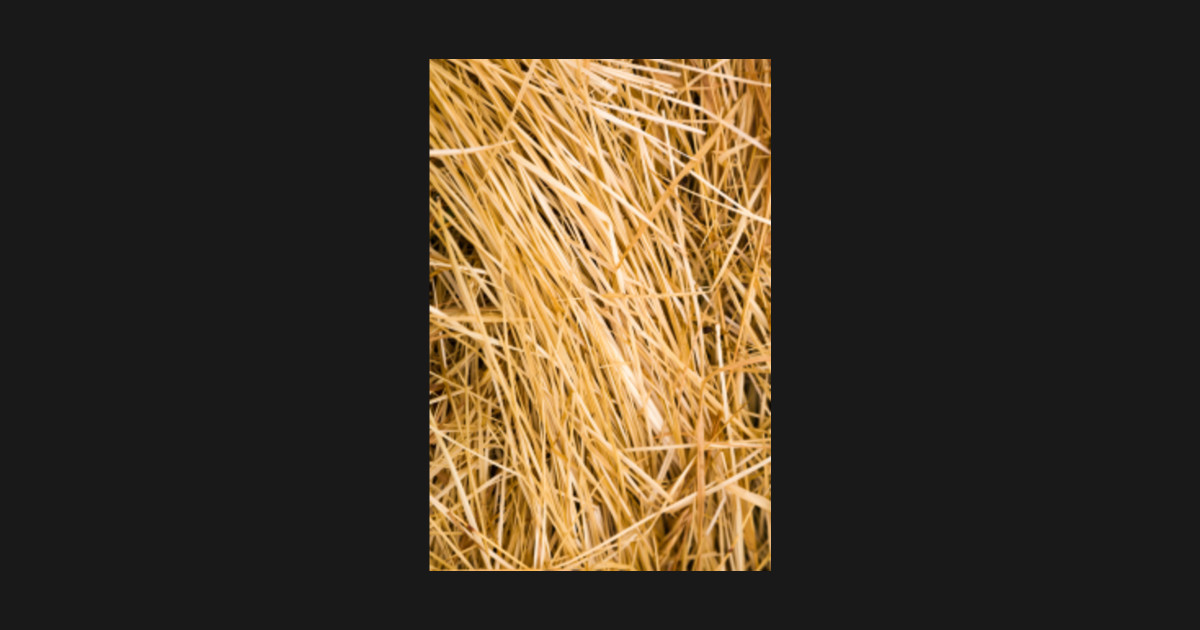 Dried yellow grass texture in a paddock - Grass - T-Shirt | TeePublic