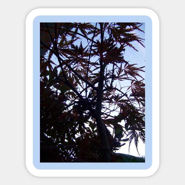 Silhouette of Maroon Maple Tree - Maple Tree - Sticker | TeePublic