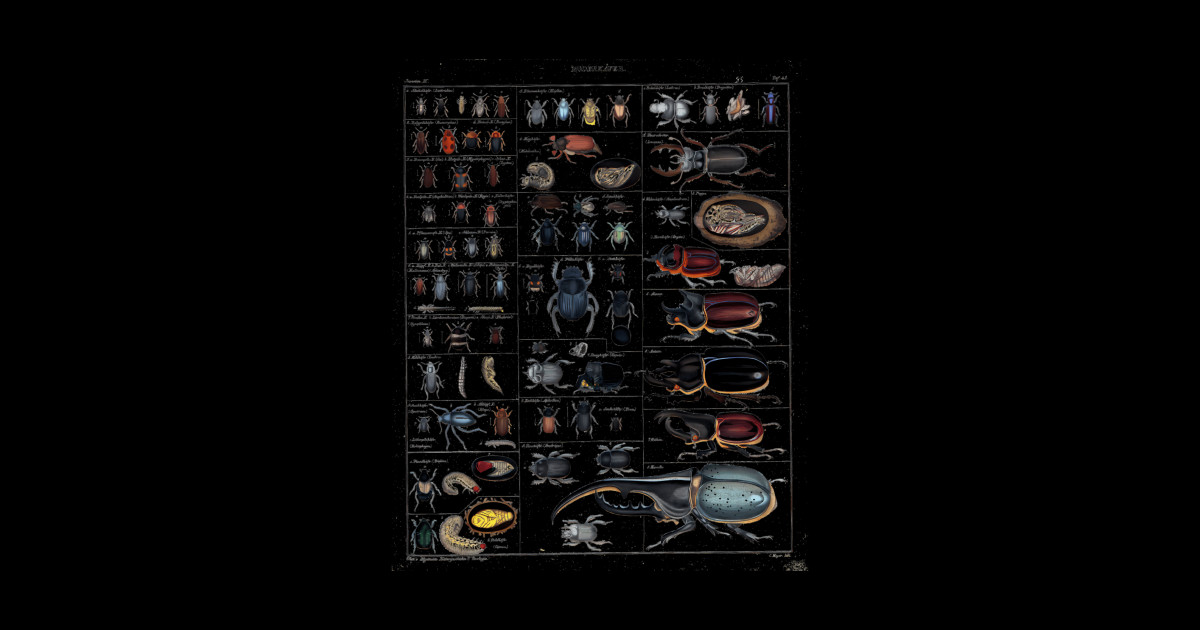 Insects Species Bugs Chart Entomology - Vintage Bugs Chart - Posters ...