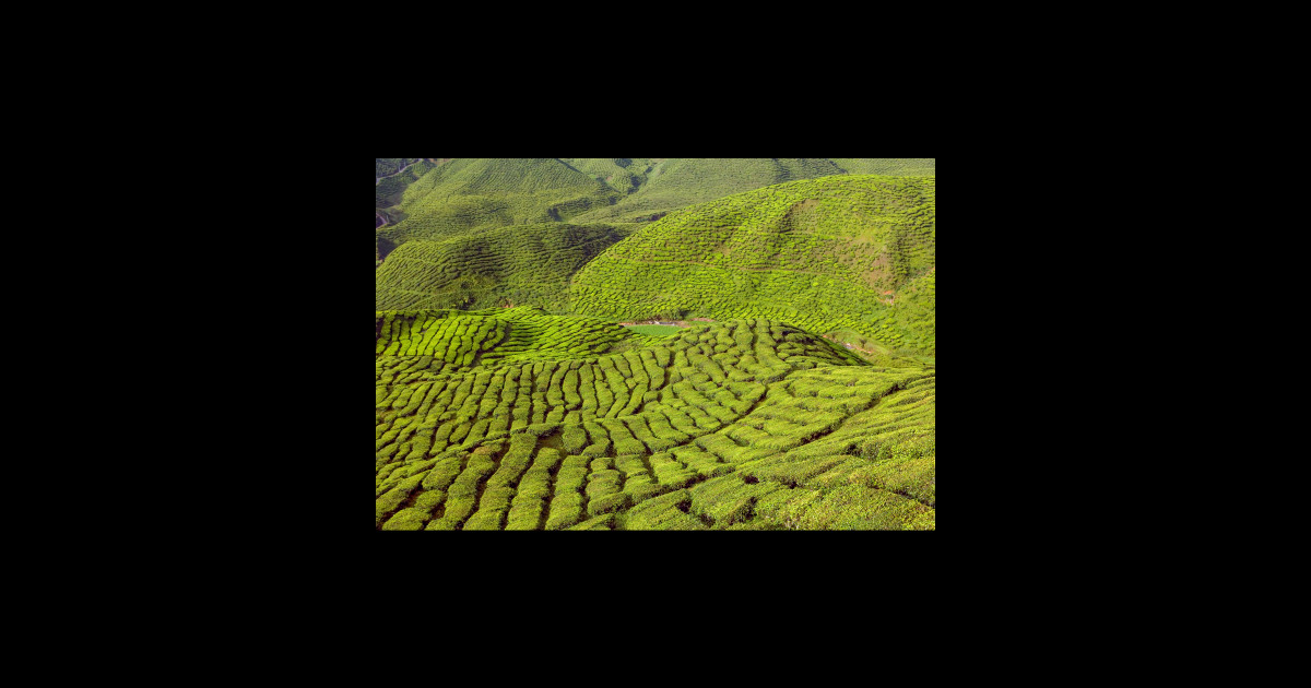 Cameron Highlands Tea Tree Plantation Agriculture Pahang Malaysia ...