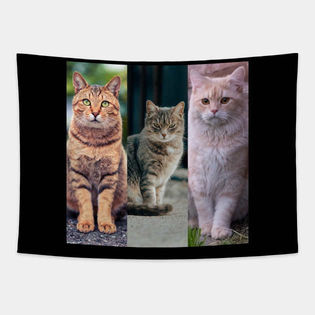 Trio of cats in photograph art three cats standing oragne tabby cream ...