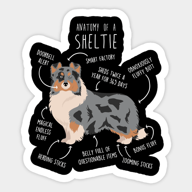 Blue Merle Sheltie Shetland Sheepdog Anatomy - Sheltie - Sticker ...
