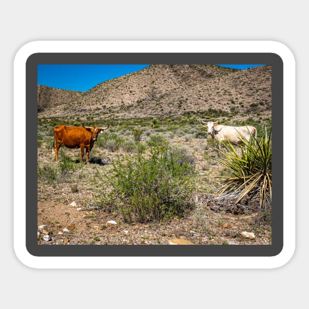 Criollo Cattle on the Open Range - Criollo Cattle - Sticker | TeePublic