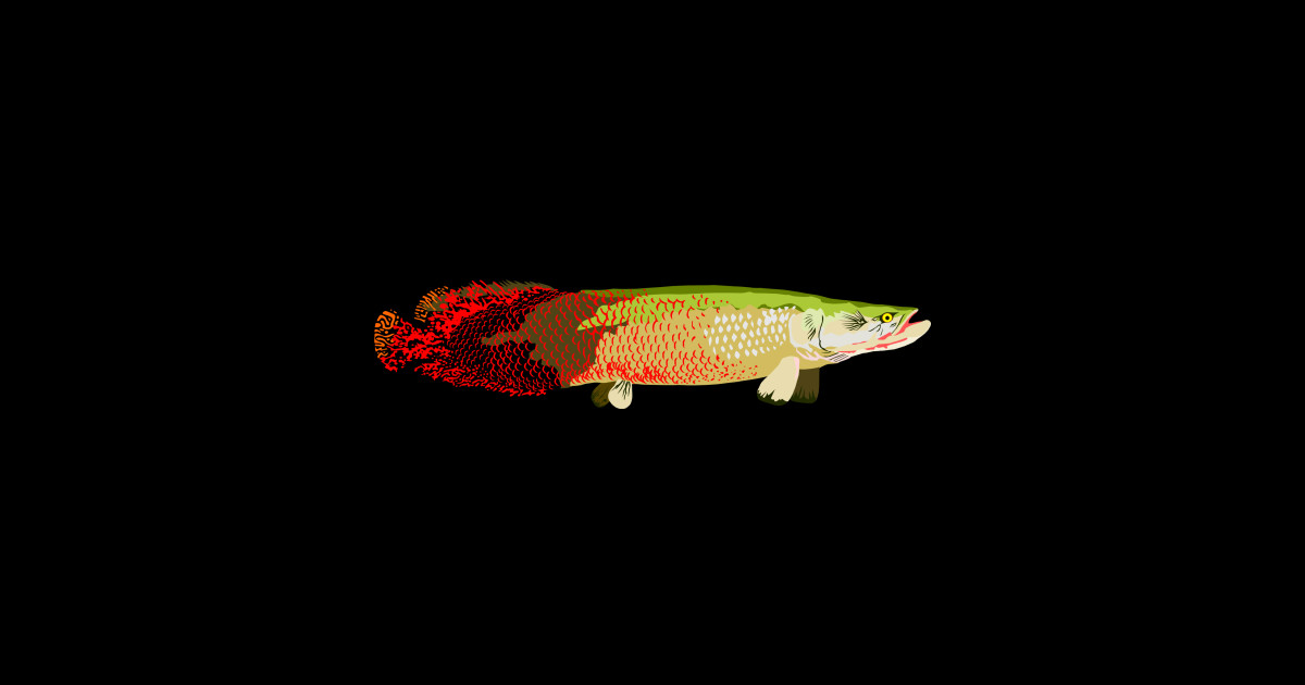 Arapaima - Fish - Sticker | TeePublic