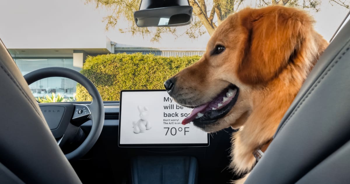 Discover Dog Mode at Tesla Dallas-Cedar Springs | Tesla Events