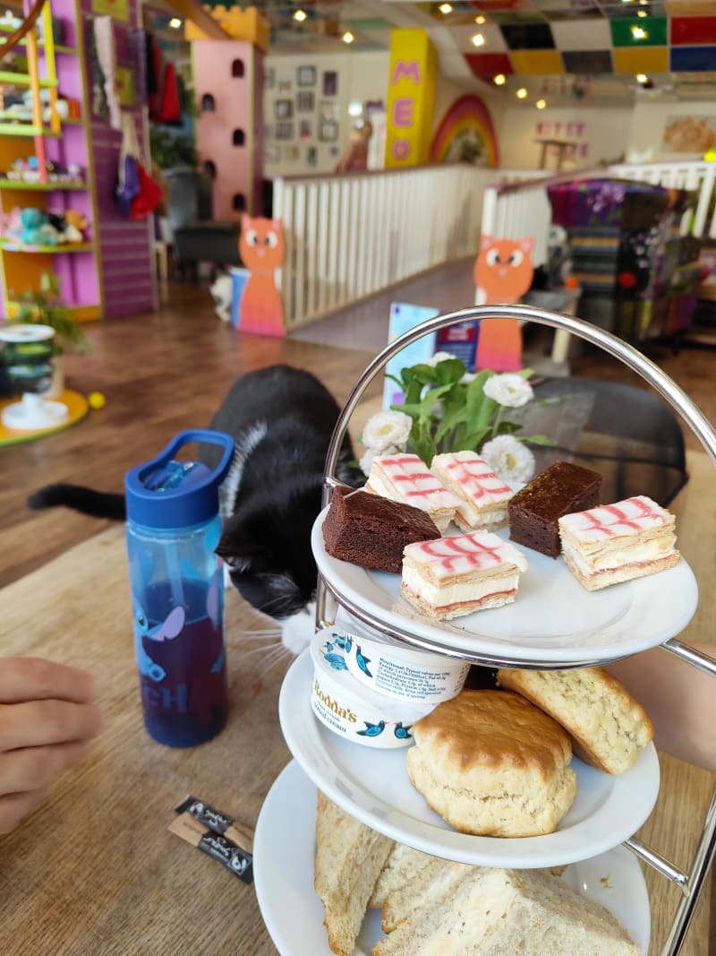 Kitty Café in Nottingham - Restaurant Reviews, Menus, and Prices | TheFork