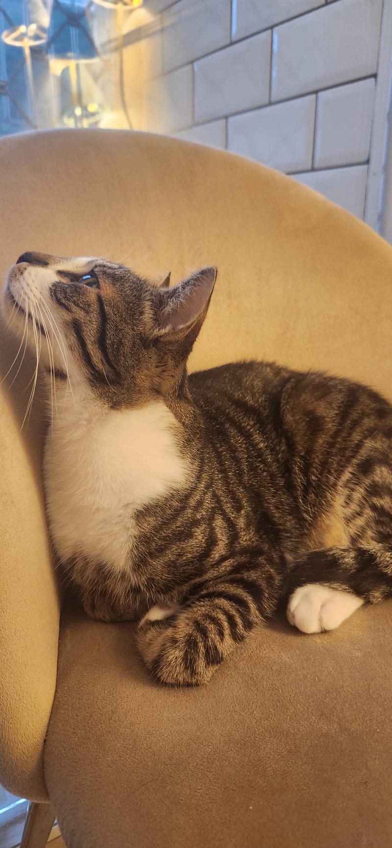 El Salon de mi Casa Cat Cafe in Bilbao - Restaurant Reviews, Menu and ...