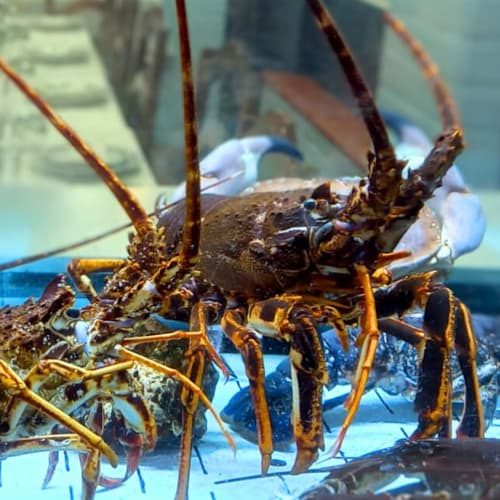 Carta y menù 2025 Actualizados - Marisqueira do Bairro en Olival Basto ...