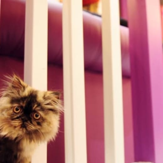 Menu 2025 - Kitty Café Leeds in Leeds | TheFork