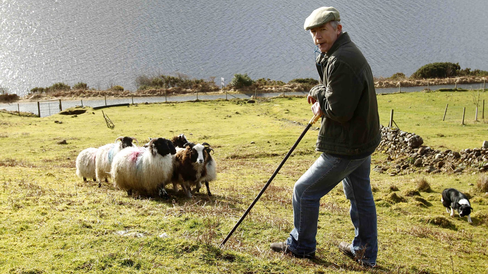 Irish Sheep Herder Sheep Herder Stock Photos Page 1 : Masterfile