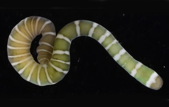 UM BIZARRO ANIMAL CHAMADO NEMERTEA