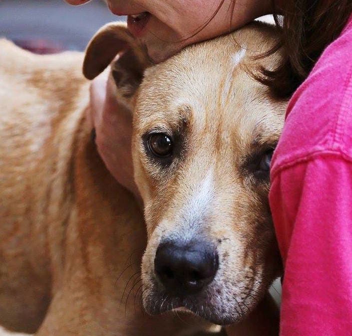 Agape Animal Rescue Rehomes Hurricane Harvey Dogs