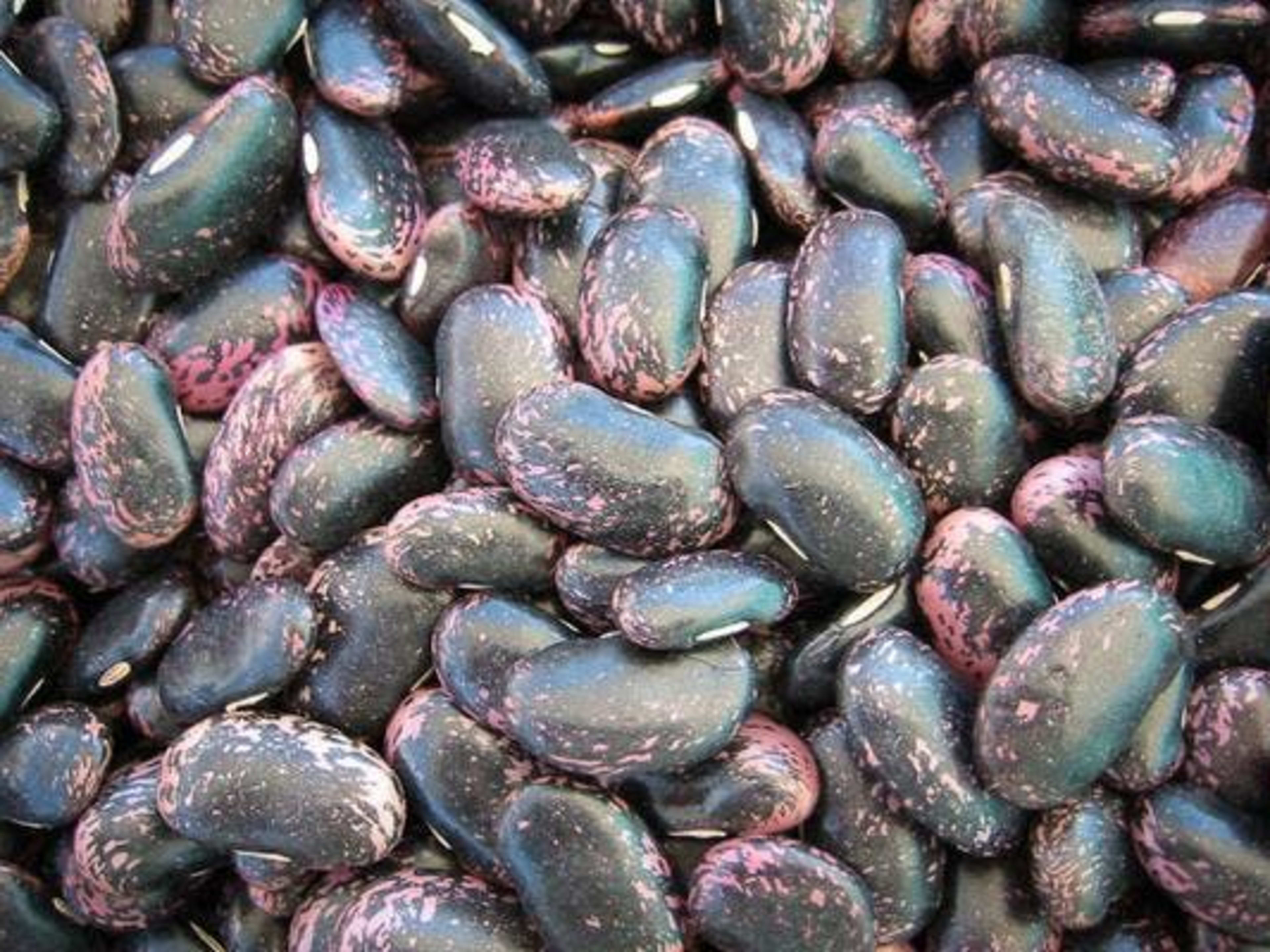 What Are the Best Rancho Gordo Beans? - Product Recommendations - The ...