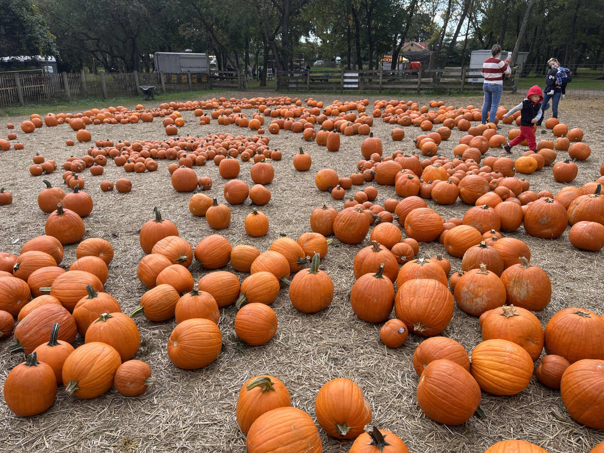 Queens County Farm Museum - Review - New York - The Infatuation