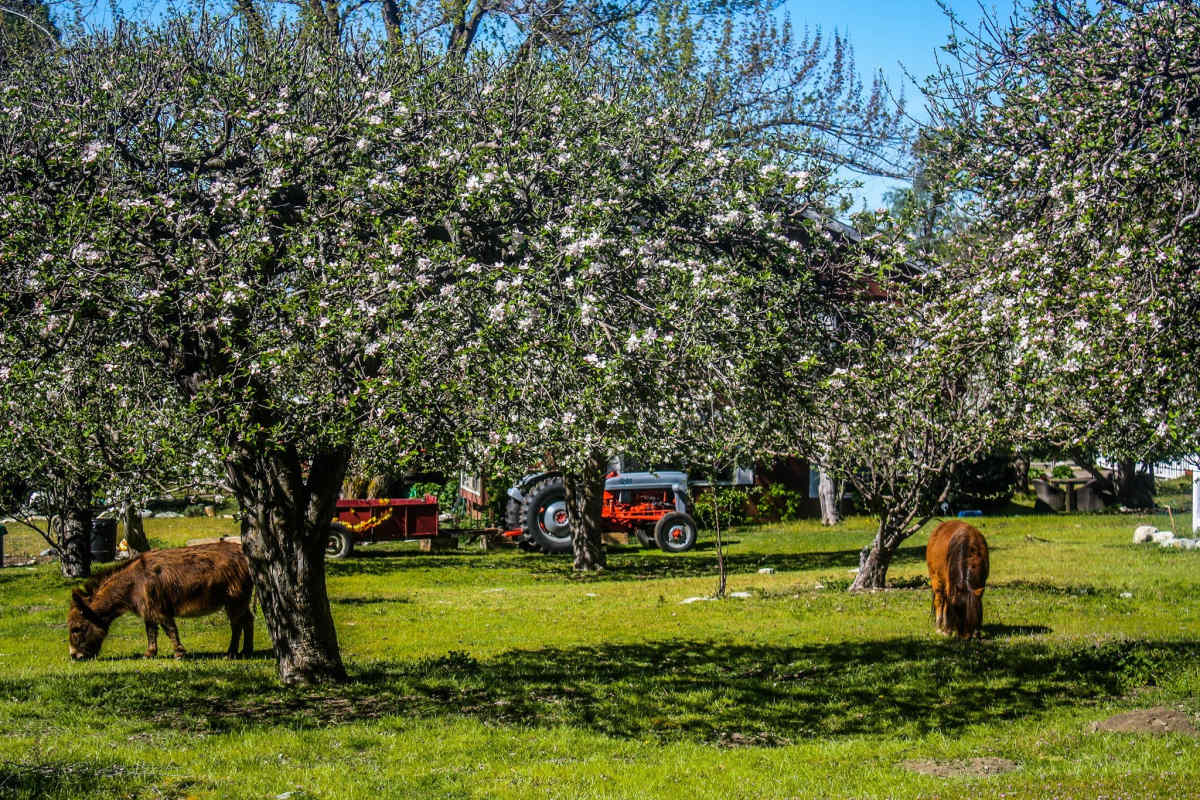 Willowbrook Apple Farm - Review - Los Angeles - The Infatuation