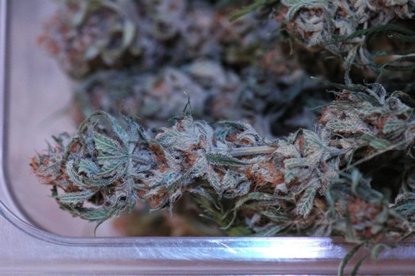 Purple Diesel Indoor