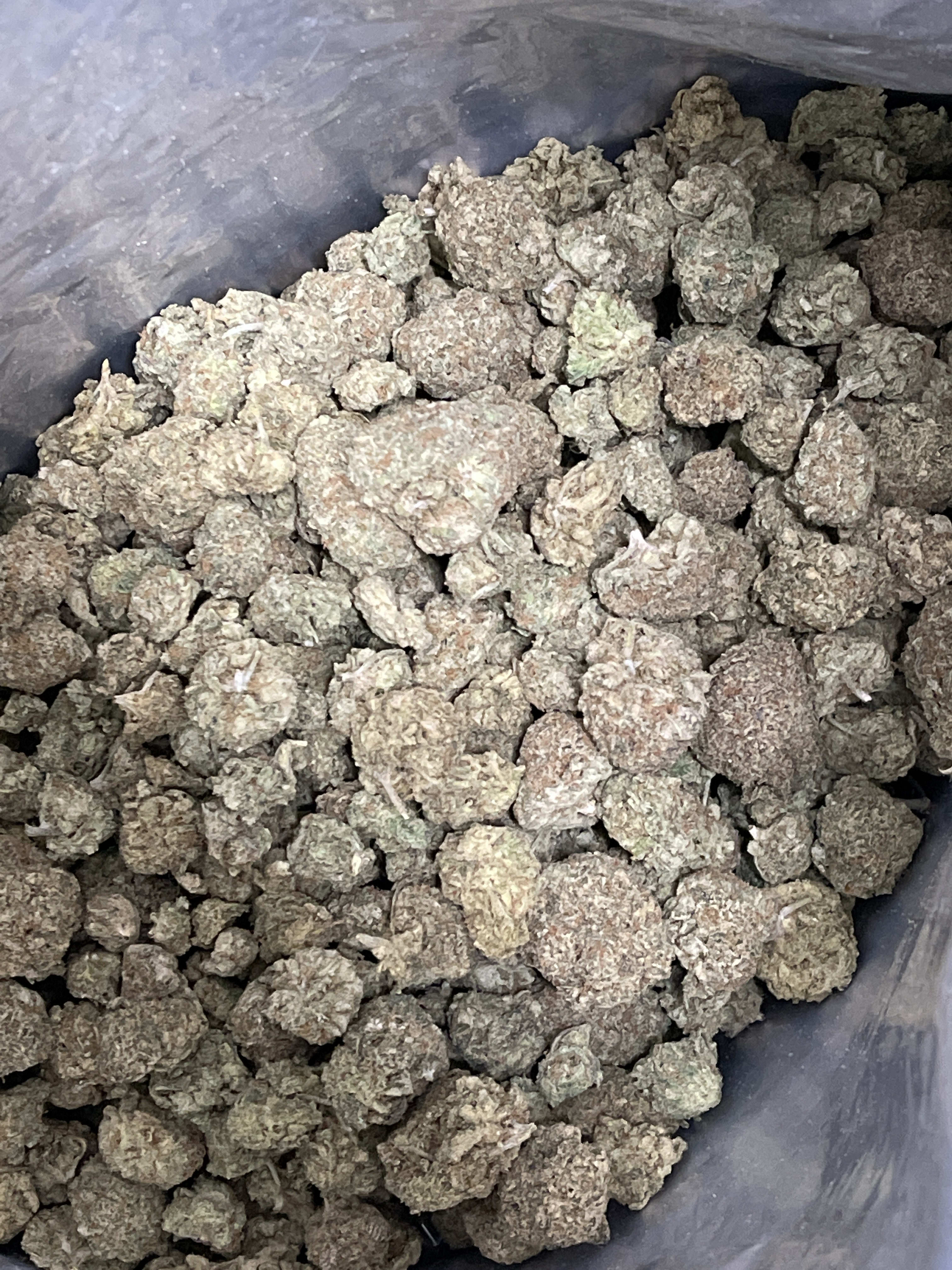 Washington Archives | Kush.com Blog