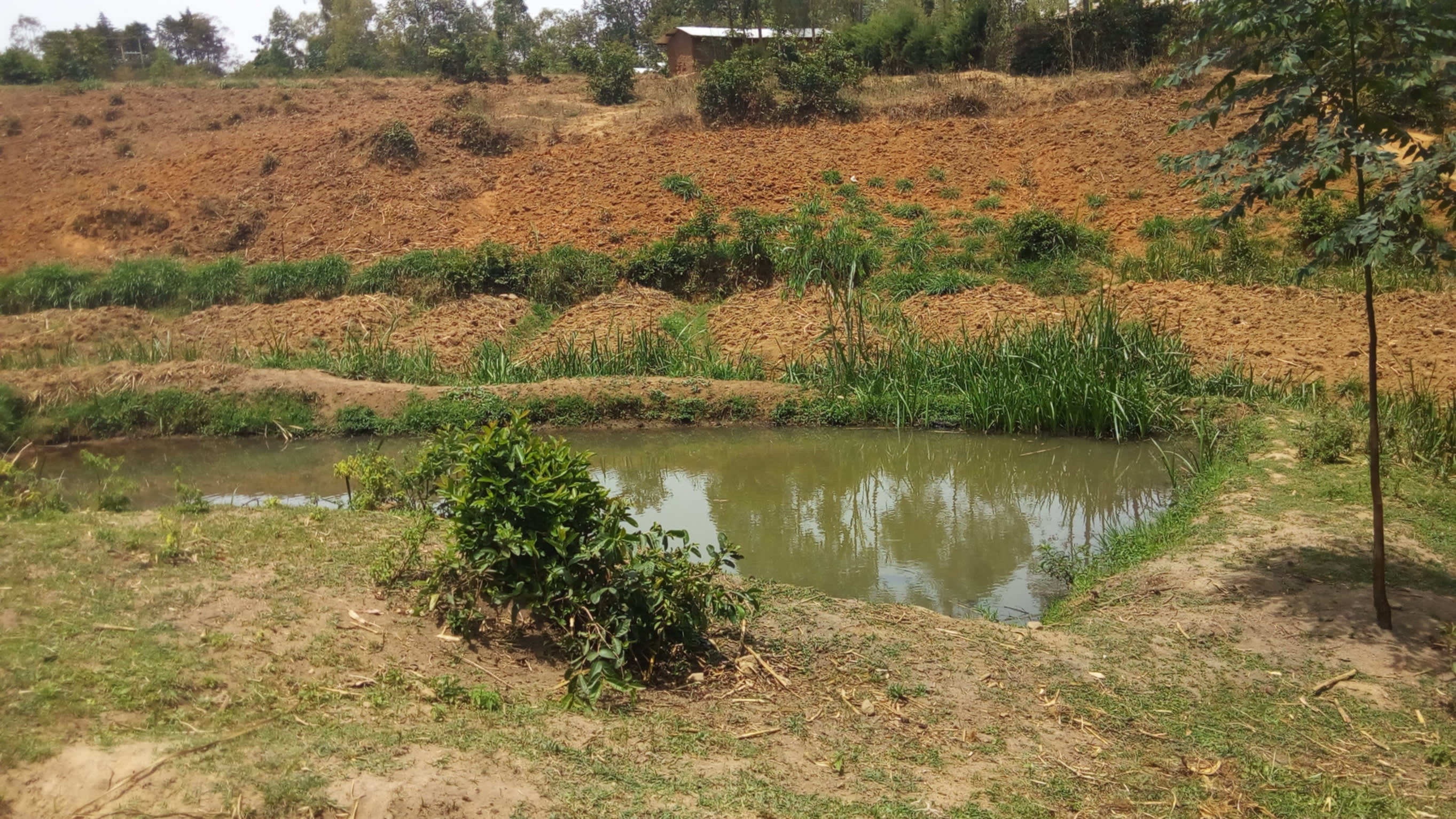 The Water Project: Kenya - Shikhambi Community, Daniel Inganga Spring