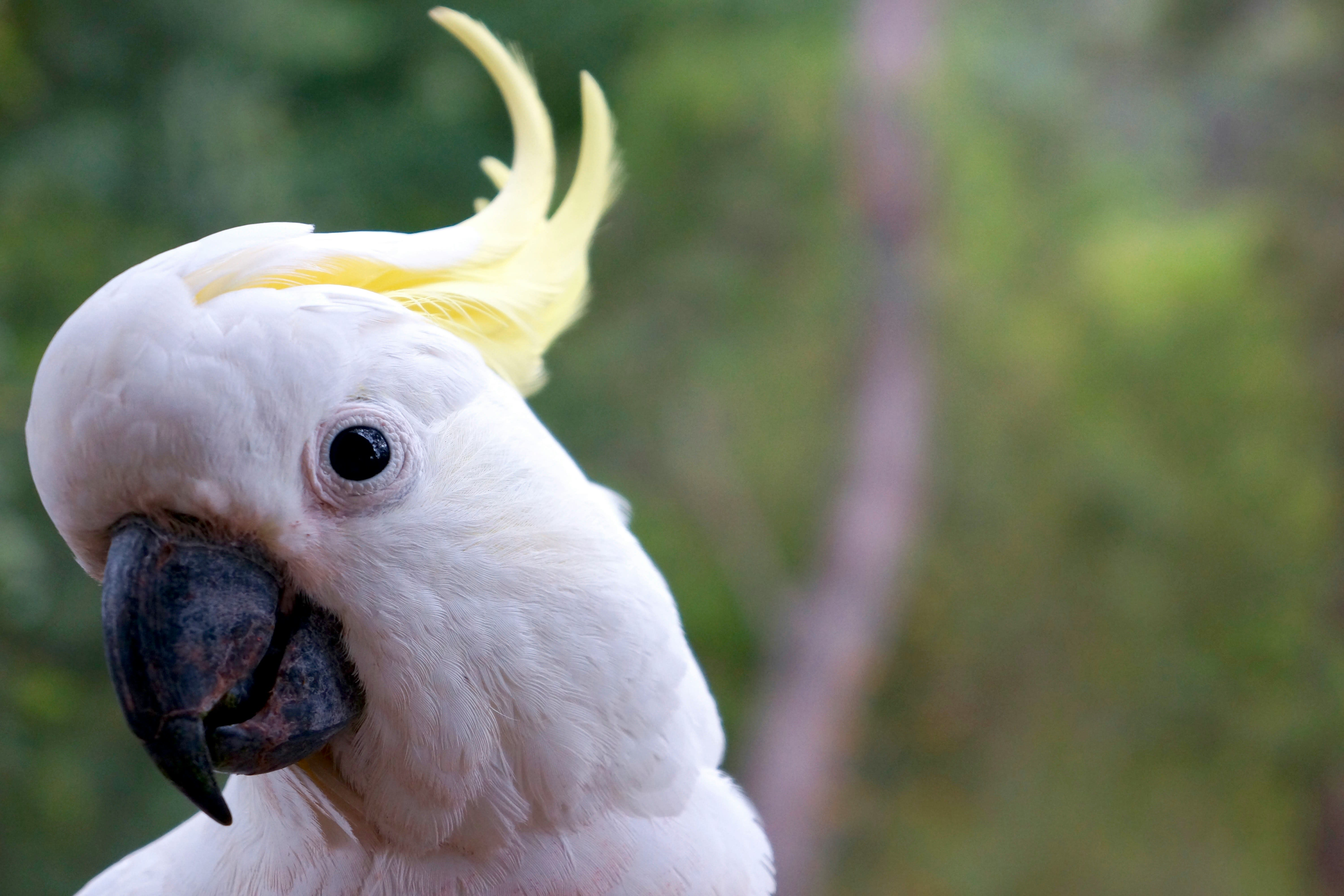 Cute Cockatoo Gets a 'C for Effort' in Sweet Duet With Mom - Parade Pets