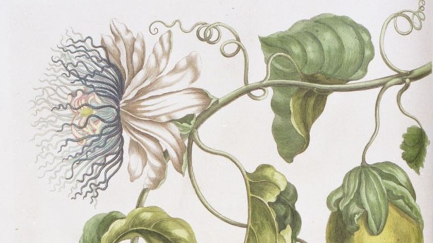 A woman of science and art - Maria Sybilla Merian | The Box Plymouth
