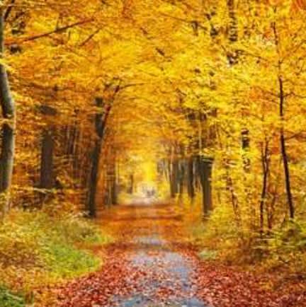 Trinity Covenant Church