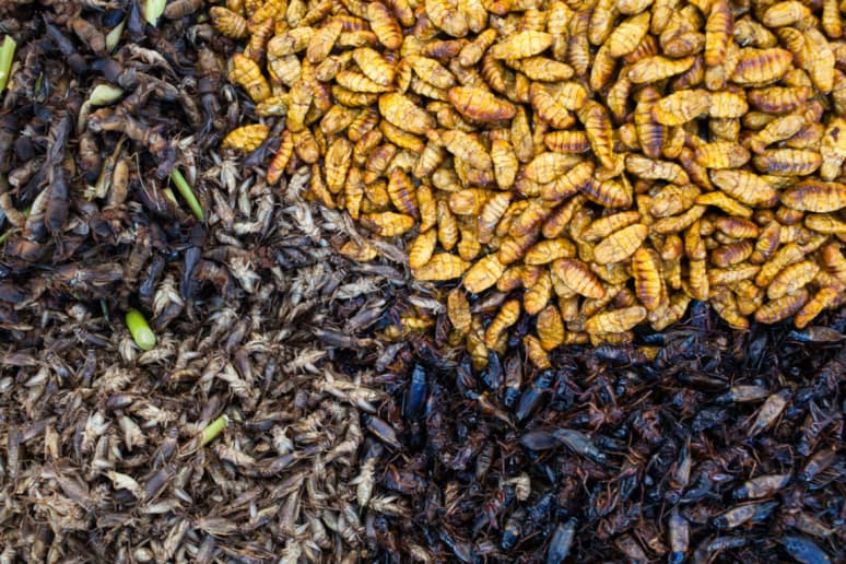 A Beginner’s Guide to Eating Exotic Animals (Slideshow)