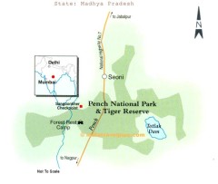 Discover Pench National Park: Best Tiger Safari & Wildlife Tours