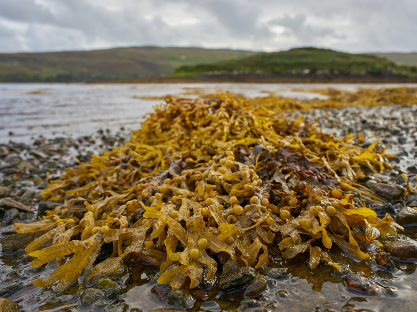 A Large Mass Of Seaweed Is Coming Our Way– And It Is A Threat To Women ...