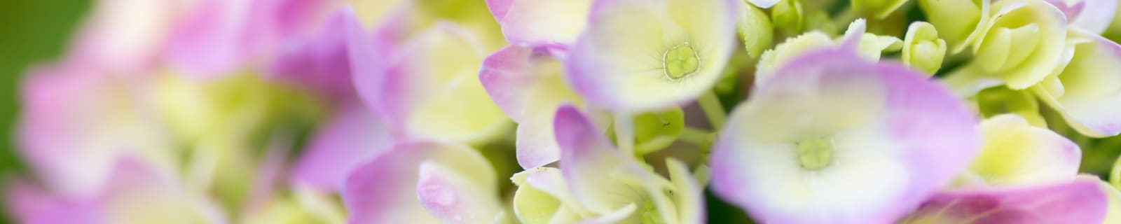 Obituary & Life Story for Sharron Pearl Christensen | Online Obituaries ...